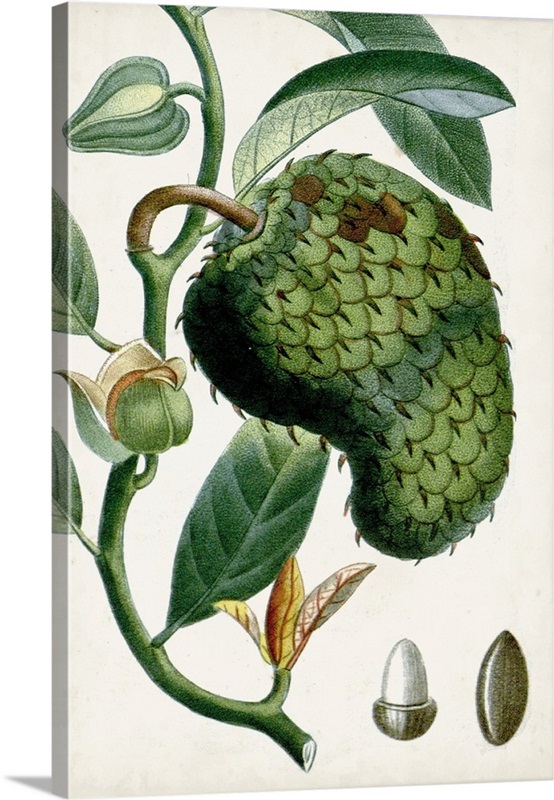 Turpin Tropical Fruit VIII | Great Big Canvas