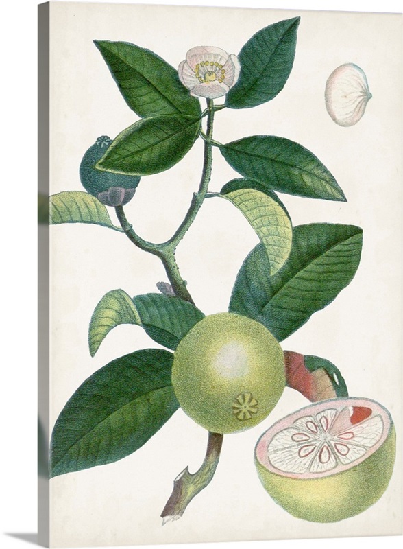 Turpin Tropical Fruit XI | Great Big Canvas