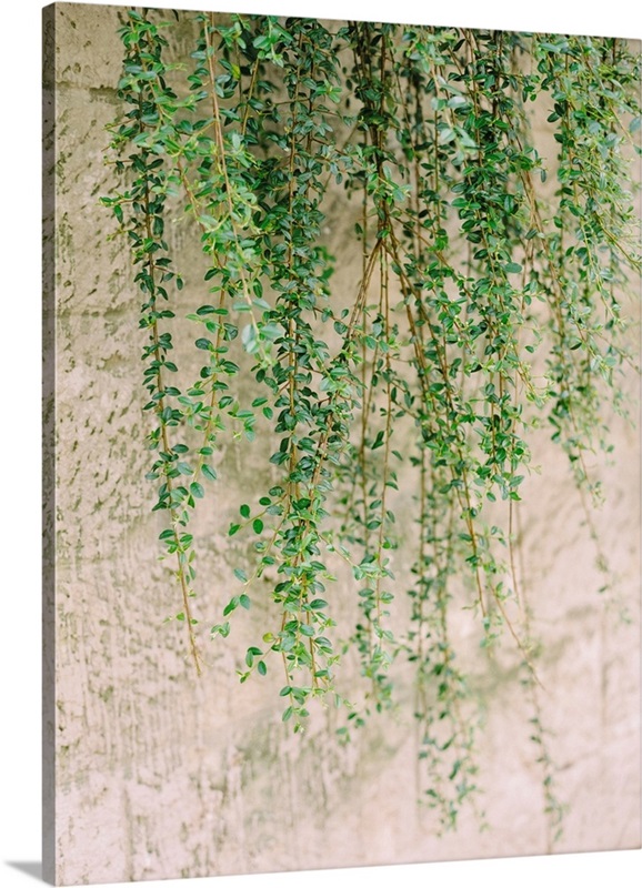 Vines | Great Big Canvas