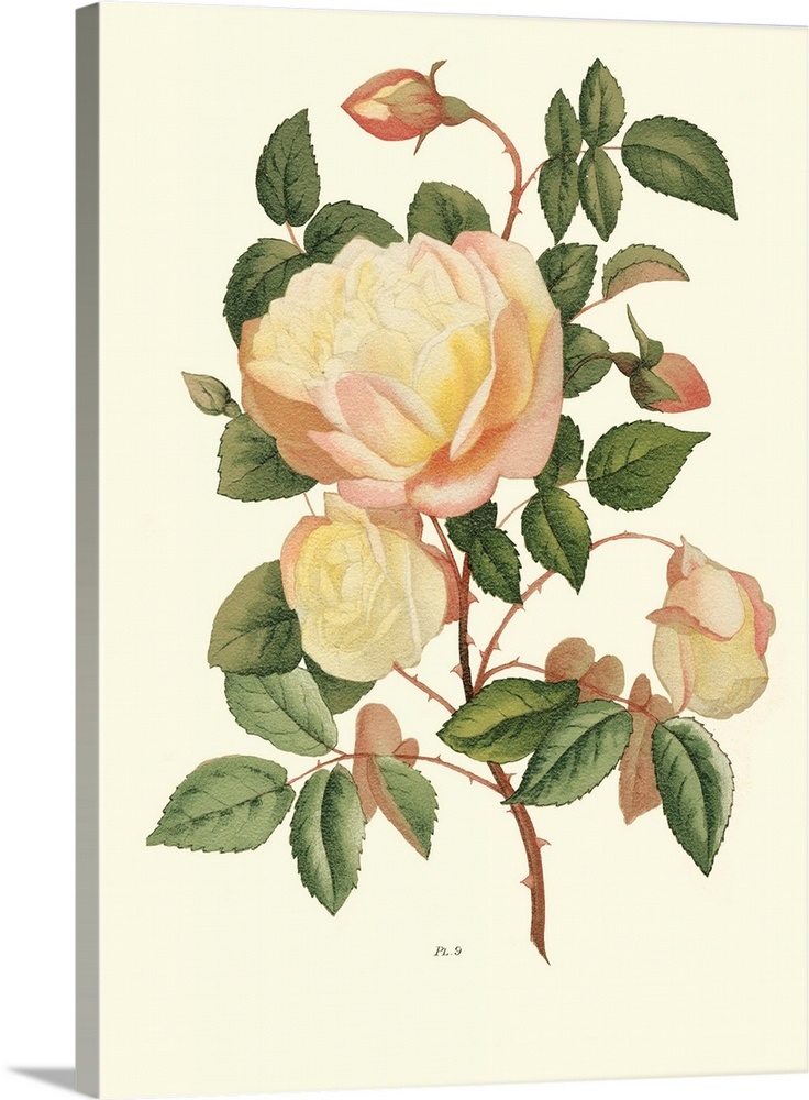 Vintage Roses IV Wall Art, Canvas Prints, Framed Prints, Wall Peels ...