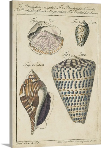 Vintage Shell Study II | Great Big Canvas