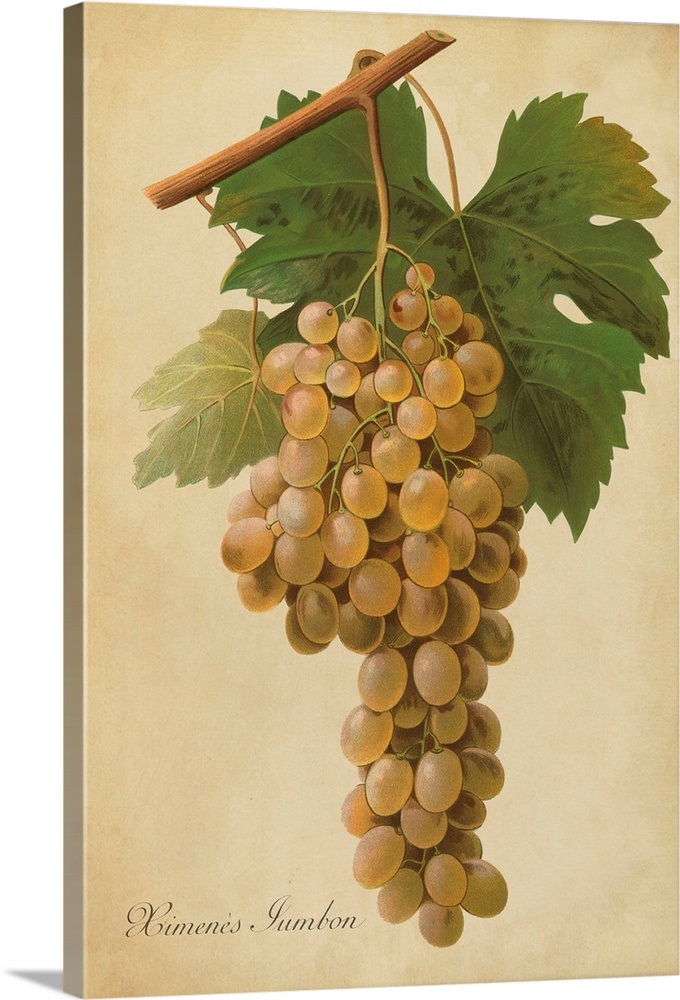 Vintage Vines II Wall Art, Canvas Prints, Framed Prints, Wall Peels ...