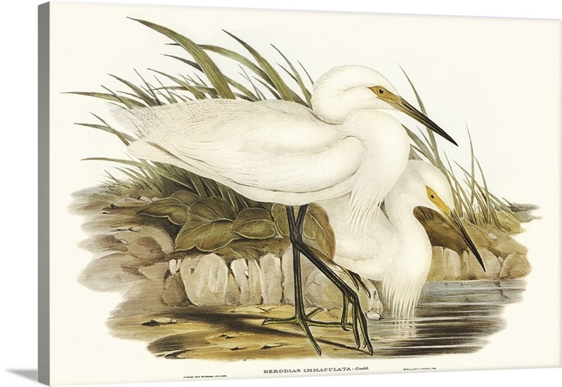 Waterbird Pairing I | Great Big Canvas