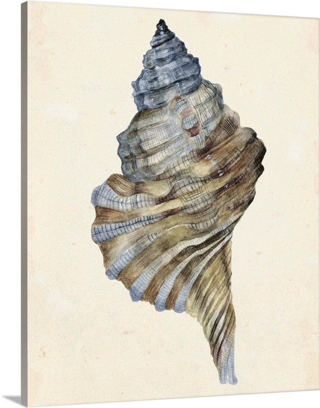 Watercolor Seashell III | Great Big Canvas
