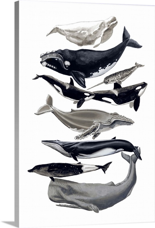 Whale Display I | Great Big Canvas