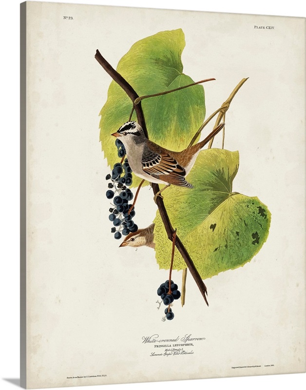 White-Crowned Sparrow | Great Big Canvas