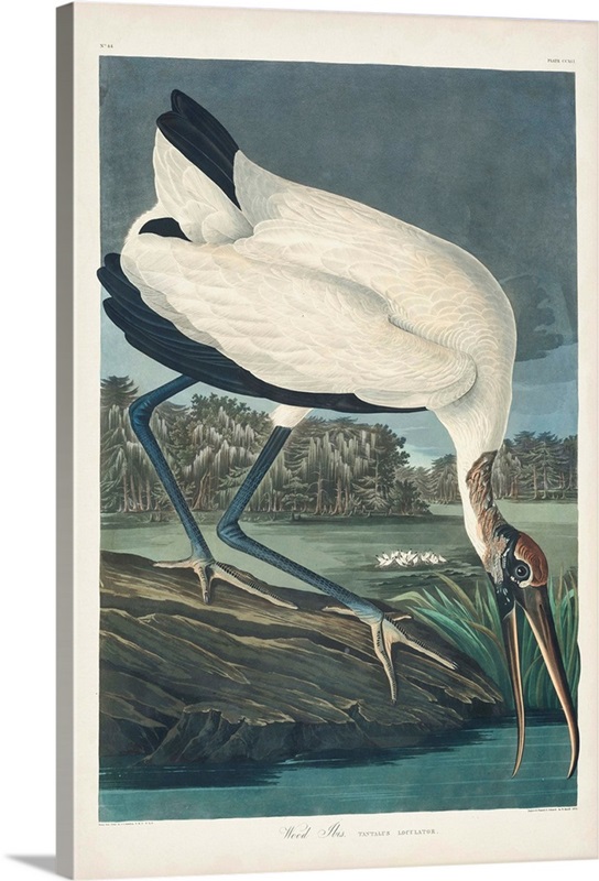 Wood Ibis | Great Big Canvas