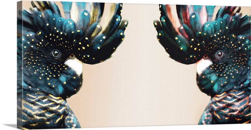 Cockatoo Light Special Panorama Wall Art, Canvas Prints, Framed Prints ...