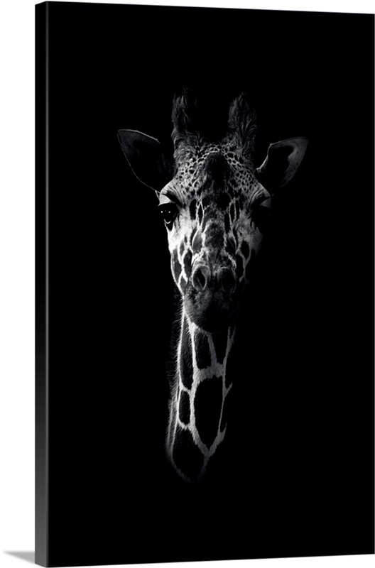Dark Giraffe | Great Big Canvas