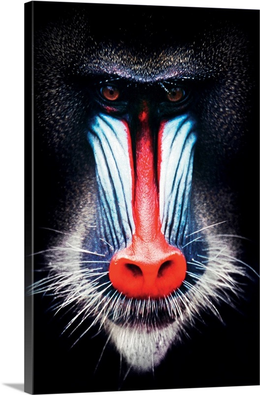 Mandrill | Great Big Canvas