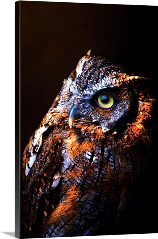 Owl | Great Big Canvas