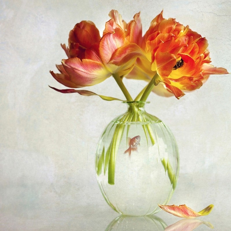 Alida Van Zaane Wall Art & Canvas Prints | Great Big Canvas