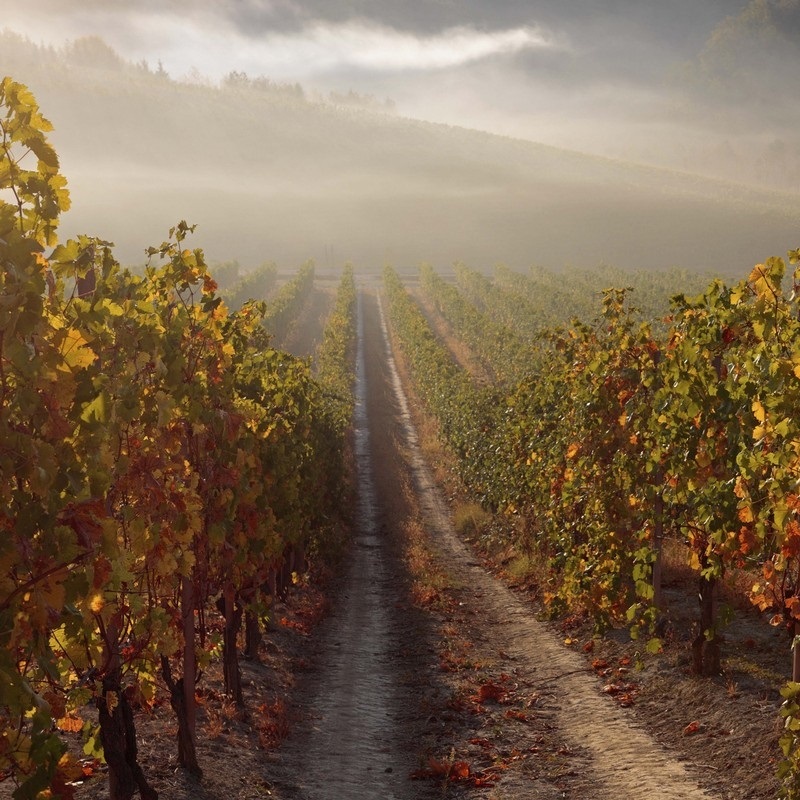 Liesbeth Van Der Werf Wall Art & Canvas Prints | Great Big Canvas