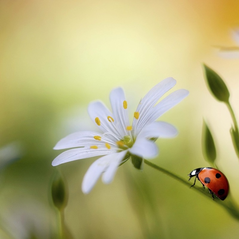 Mandy Disher Wall Art & Canvas Prints | Great Big Canvas