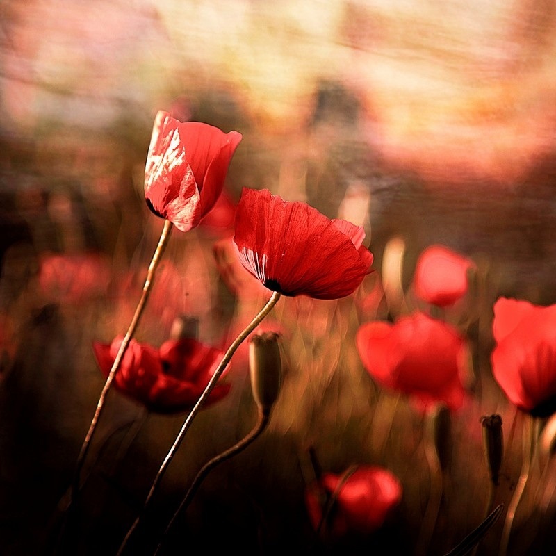 Sahar Karami Wall Art & Canvas Prints | Great Big Canvas