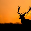 Ghost Stag Wall Art, Canvas Prints, Framed Prints, Wall Peels | Great ...