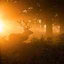 Ghost Stag Wall Art, Canvas Prints, Framed Prints, Wall Peels | Great ...