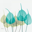 X-Ray Leaves x-ray photography Wall Art, Canvas Prints, Framed Prints ...