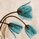 X-Ray Leaves x-ray photography Wall Art, Canvas Prints, Framed Prints ...