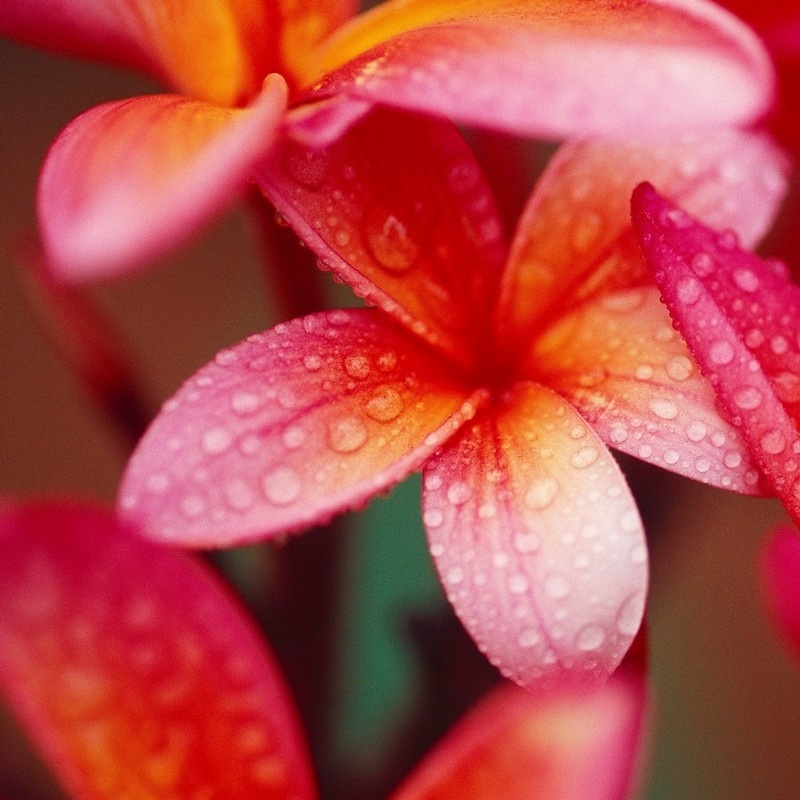 Tropical Flowers Wall Art & Canvas Prints | Great Big Canvas