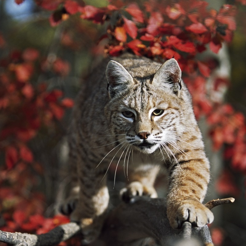 Lynx Wall Art & Canvas Prints | Great Big Canvas