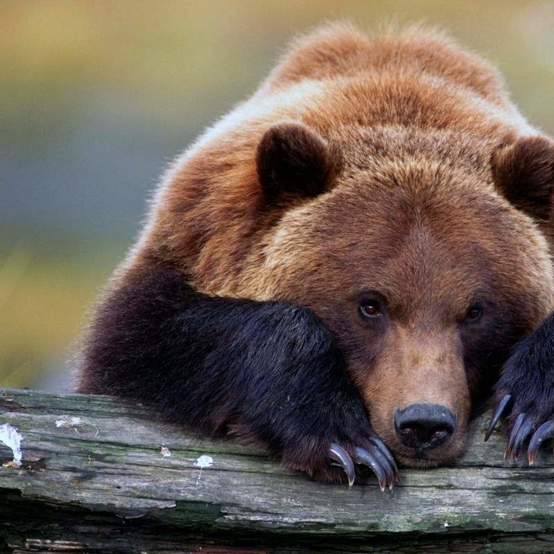 Two caribou feeding on tundra with Mt. McKinley and Alaska range in the ...