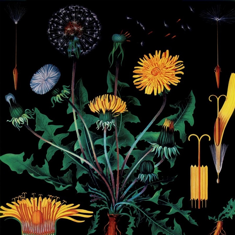 Botany Wall Art & Canvas Prints | Great Big Canvas