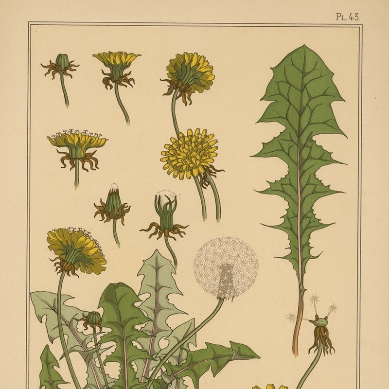 Dandelion Wall Art & Canvas Prints | Dandelion Panoramic Photos ...