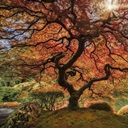 The Tree II Wall Art, Canvas Prints, Framed Prints, Wall Peels | Great ...