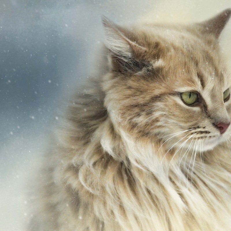 Cat Wall Art & Canvas Prints | Cat Panoramic Photos, Posters ...