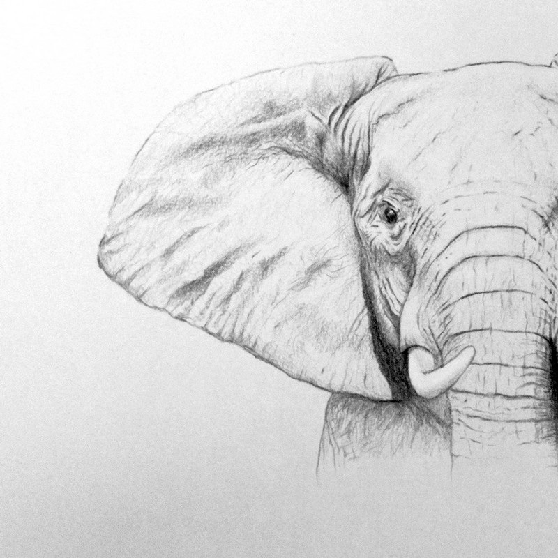 Ele Grafton Wall Art & Canvas Prints | Great Big Canvas