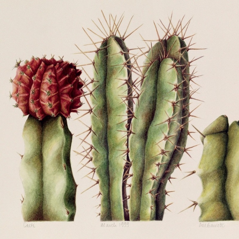 Annabel Barrett Wall Art & Canvas Prints | Annabel Barrett Panoramic ...