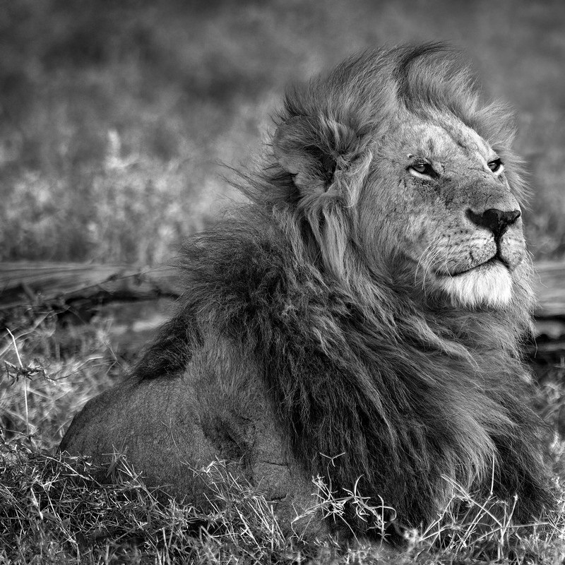 Xavier Ortega Wall Art & Canvas Prints | Great Big Canvas