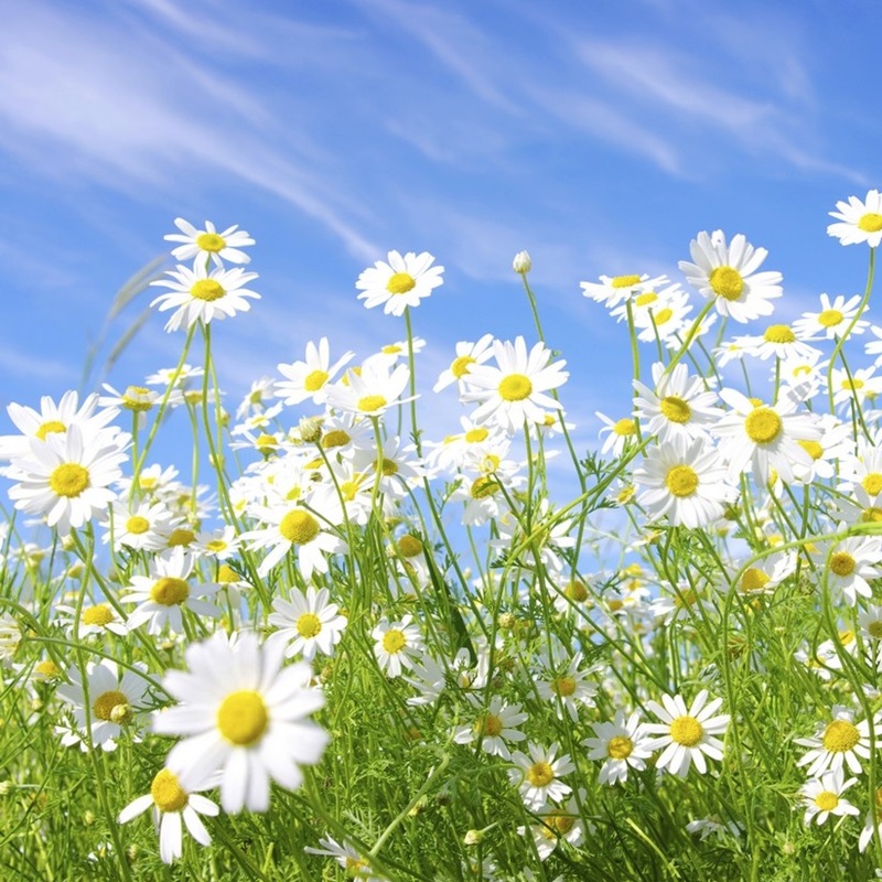 Daisy Wall Art & Canvas Prints | Great Big Canvas