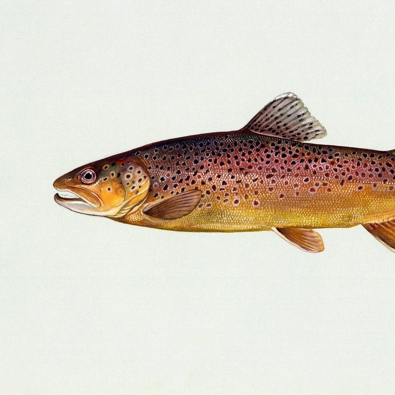 Duane Raver Wall Art & Canvas Prints | Great Big Canvas