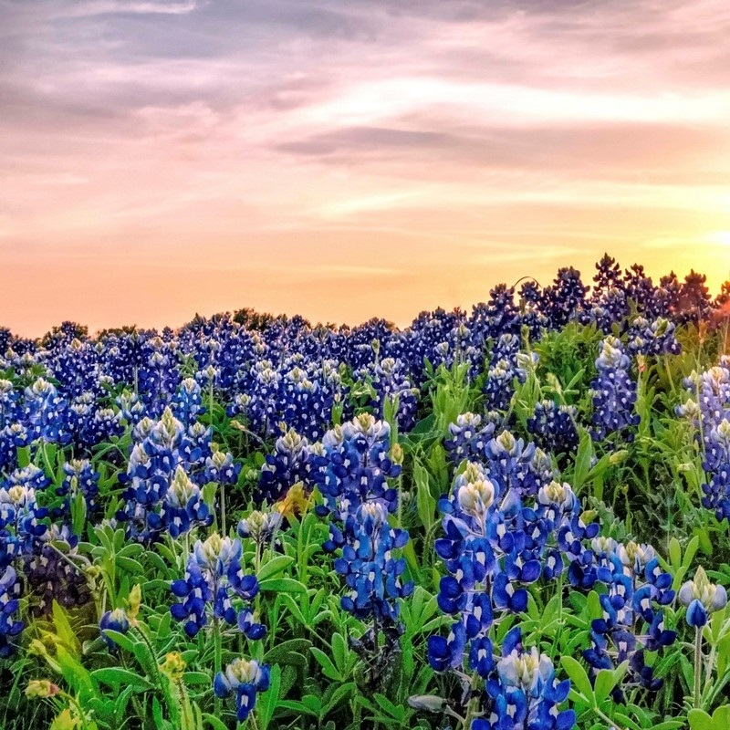Bluebonnet Wall Art & Canvas Prints | Great Big Canvas
