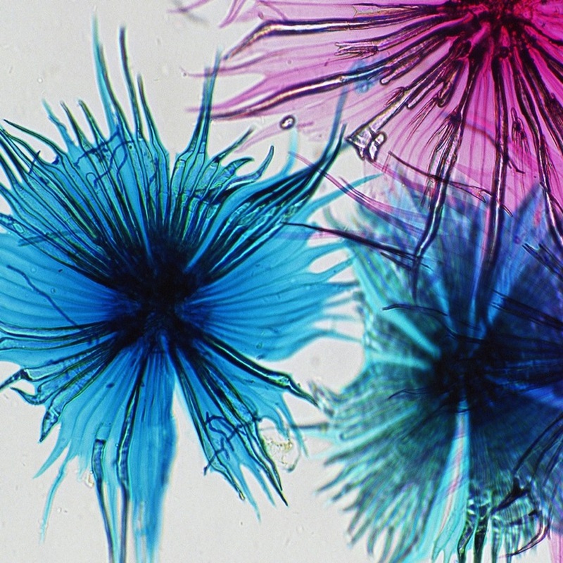 Biology Wall Art & Canvas Prints | Biology Panoramic Photos, Posters ...