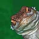 Lizard Canvas Art Prints | Lizard Panoramic Photos, Posters, & More ...