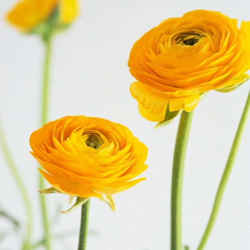 Michelle Garrett Wall Art & Canvas Prints | Michelle Garrett Panoramic ...