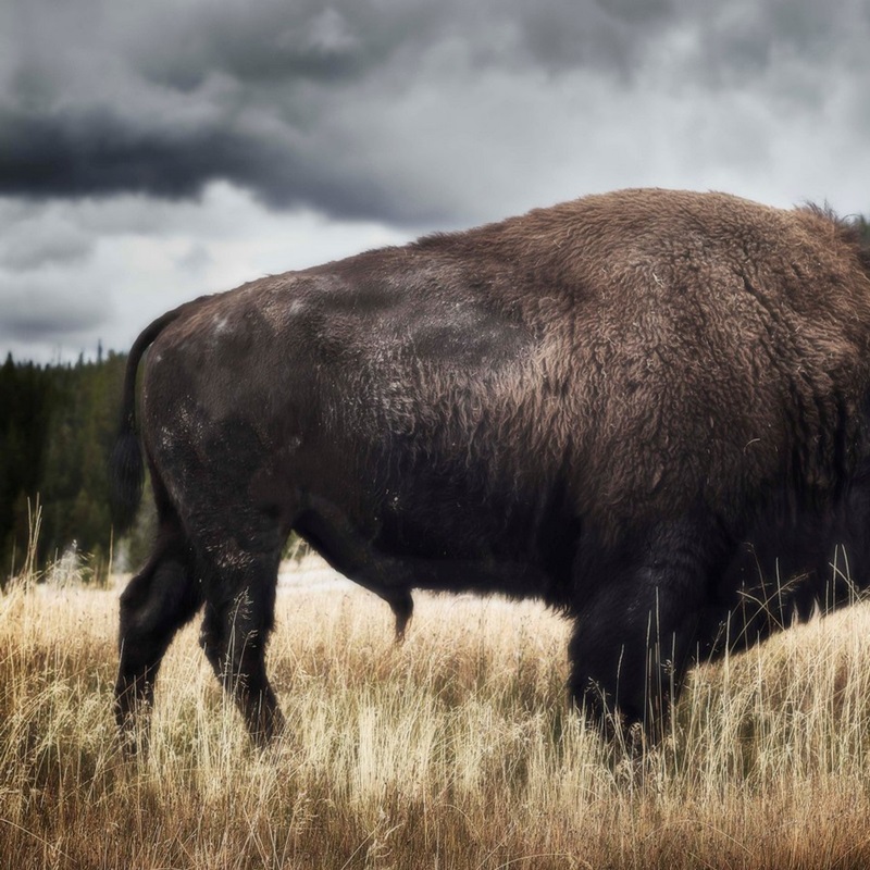 Three Pines Design Wall Art & Canvas Prints | Great Big Canvas