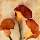 Calla VI Wall Art, Canvas Prints, Framed Prints, Wall Peels | Great Big ...
