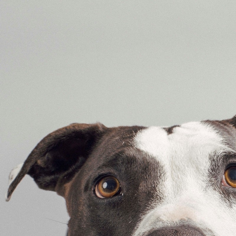 Susan Sabo Wall Art & Canvas Prints | Great Big Canvas