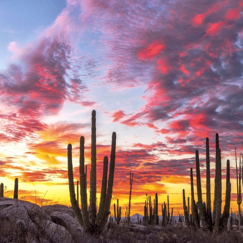 Baja California Wall Art & Canvas Prints | Great Big Canvas