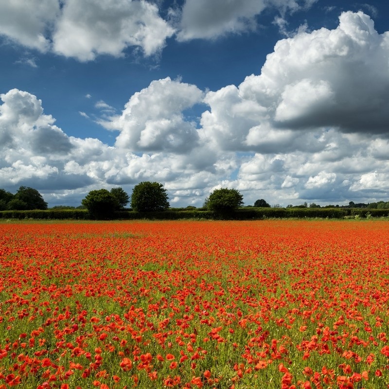 Tom Mackie Wall Art & Canvas Prints | Great Big Canvas