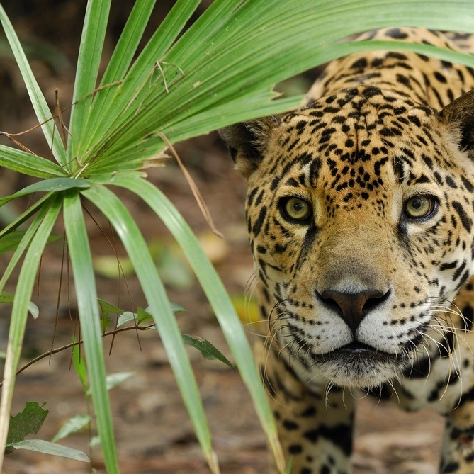 Thomas Marent Wall Art & Canvas Prints | Great Big Canvas