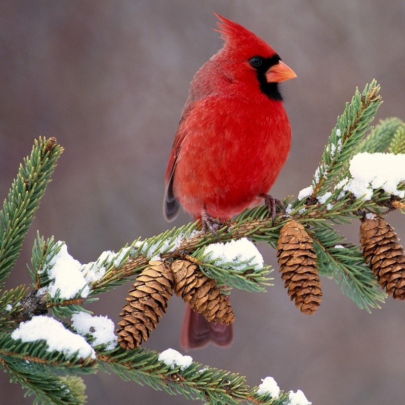 Steve Gettle Wall Art & Canvas Prints | Great Big Canvas