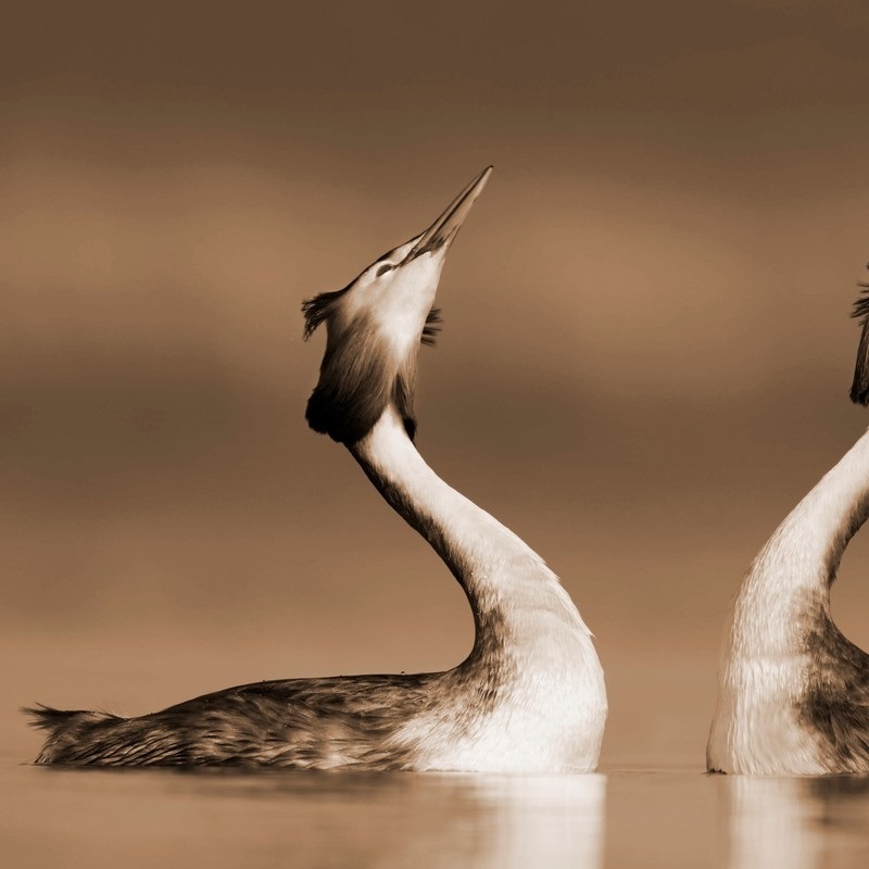 Franka Slothouber Wall Art & Canvas Prints | Franka Slothouber ...