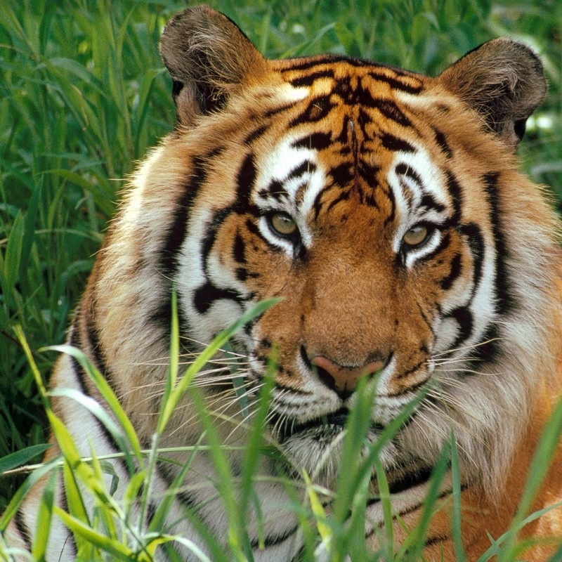 Tiger Wall Art & Canvas Prints | Tiger Panoramic Photos, Posters ...