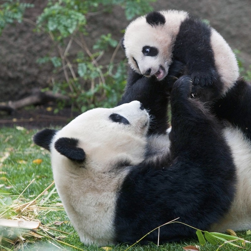 Panda Wall Art & Canvas Prints | Panda Panoramic Photos, Posters ...