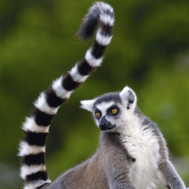 Lemur Wall Art & Canvas Prints | Lemur Panoramic Photos, Posters ...